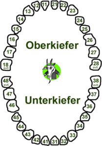 Das Zahnschema für ein Erwachsenen- und ein Kindergebiss